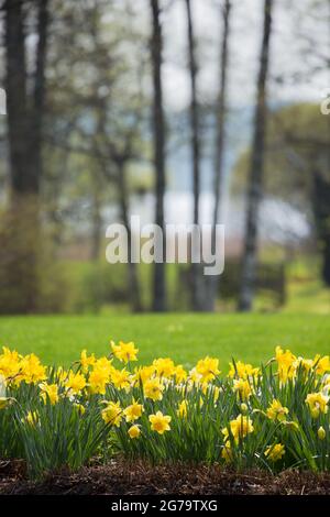 daffodils in a flower bed in the garden, landscaping. spring flowers ...