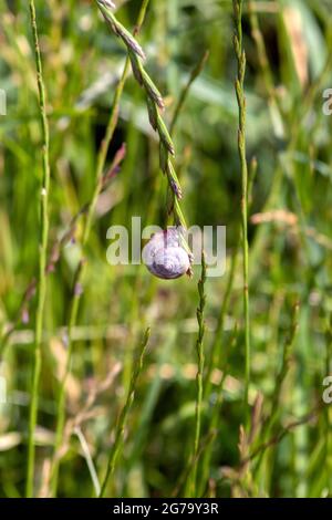 Kentish Snail (Monacha cantiana Stock Photo - Alamy