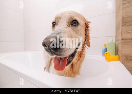 Golden retriever dog taking bath Stock Photo - Alamy