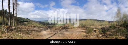 Spruce dieback from bark beetles and drought Stock Photo - Alamy