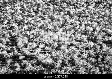 Bushveld in fall colors panorama view in Kruger National park, South ...