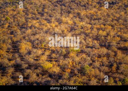 Bushveld in fall colors panorama view in Kruger National park, South ...