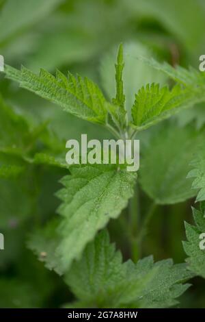 Stinging nettle, closeup, green natural background Stock Photo - Alamy