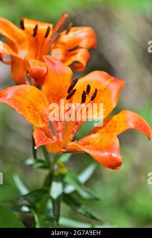 Orange lily. Lilium bulbiferum, common names orange lily. Natural ...