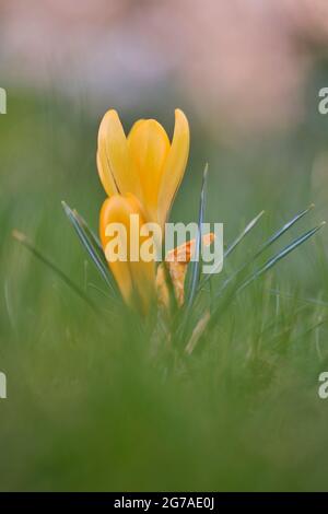 Flower, flowers, blossom, flourish, Crocus, detail, flora, spring ...