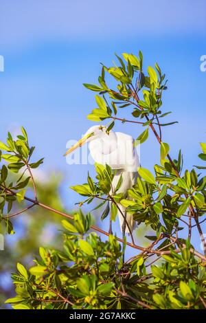 Snowy egret (Egretta thula) resting on drainage pipe Stock Photo - Alamy