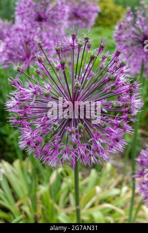 Ornamental onion (Allium) "Early Emperor Stock Photo - Alamy