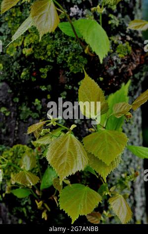 Kastrup/ Denmark. 10 July 2021,Star shapped white and purple flowers and fower pants in Kastrup ...