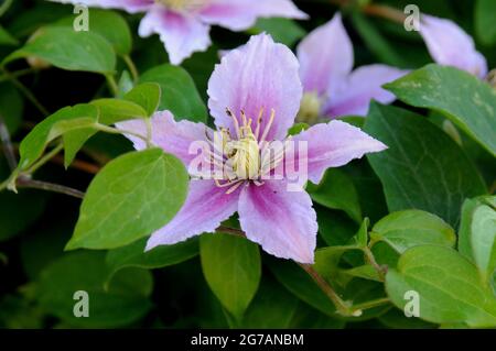 Kastrup/ Denmark. 10 July 2021,Star shapped white and purple flowers and fower pants in Kastrup ...