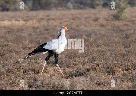Secretary Bird on the Prowl Stock Photo - Alamy