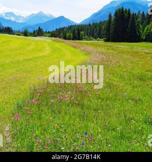freshly mown feeding meadow borders a wet meadow with typical flowers ...