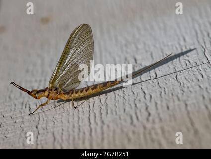 The giant mayfly Hexagenia limbata on white background Stock Photo - Alamy