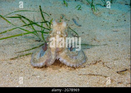 An octopus on the seabed in the Mediterranean Sea Stock Photo - Alamy
