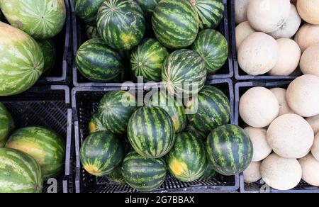Ripe sweet watermelon in farmer's hand - Citrullus lanatus Stock Photo ...