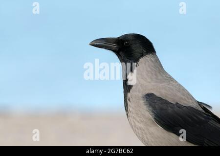 Hooded Crow, Prerow, National Park Vorpommersche Boddenlandschaft ...