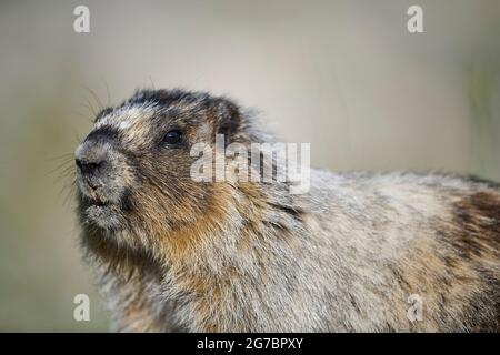 Hoary marmot (Marmota caligata) close-up, Spray Lakes Provincial Park ...