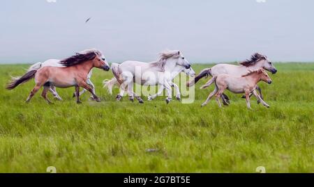Xilingol. 12th July, 2021. Horses forage on the Xilingol Grassland in ...