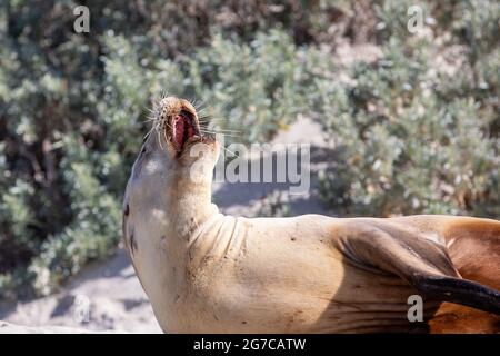 A cow seal calling in seal bay kangaroo island south australia on may ...