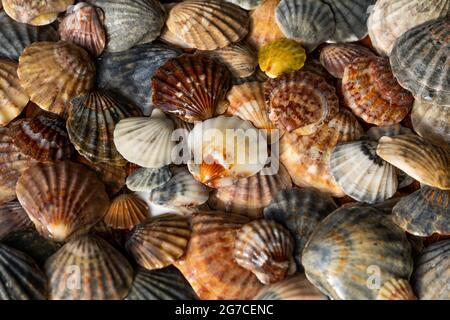 Summer background pattern from seashells. Shell close-up. Ocean coast ...