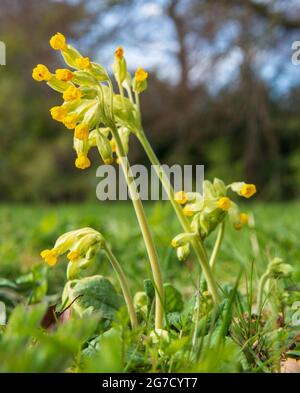 Cowslip (Primula veris ), spring, Yorkshire, UK Stock Photo - Alamy
