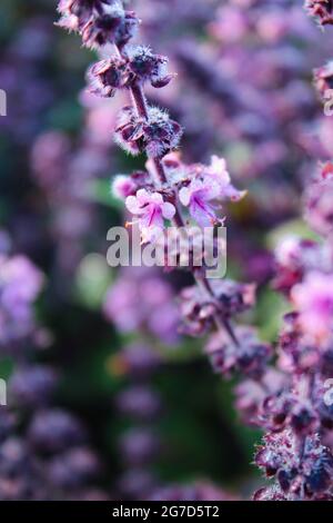 Closeup shot of Short-flowered sage field Stock Photo - Alamy