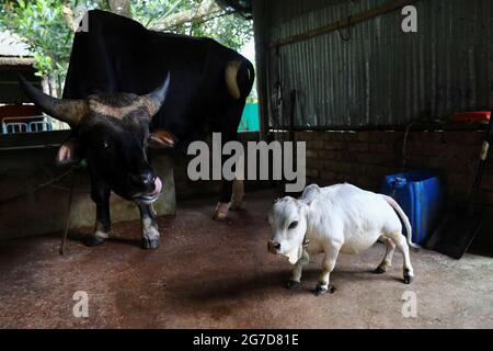 A dwarf cow named Rani is pictured at a farm as owner hopes to break ...