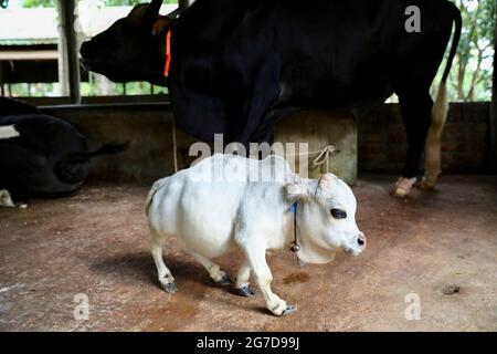 A dwarf cow named Rani is pictured at a farm as owner hopes to break ...