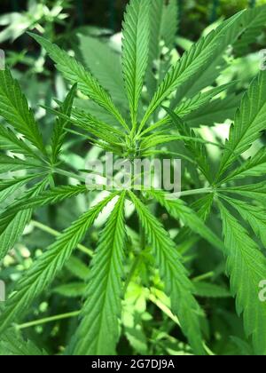 Leaves of flowering marijuana bush top view. The concept of ...