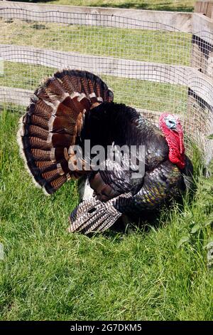 Turkey bird alive (Meleagris gallopavo Stock Photo - Alamy