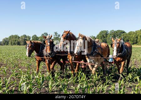 Belgian Draft Work Horses, Amish farm, Indiana, USA, by James D ...