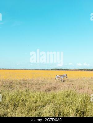 Cute zebra walking along the prairie and eating grass on a sunny day ...