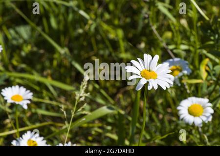 Closeup shot of a large group of chamomiles in a field Stock Photo - Alamy