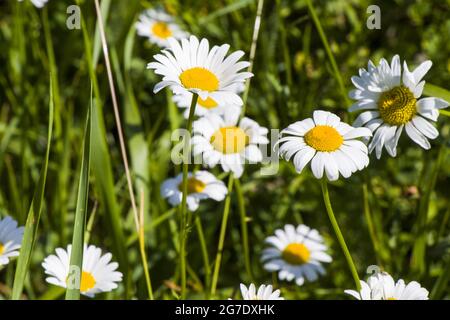 Closeup shot of a large group of chamomiles in a field Stock Photo - Alamy