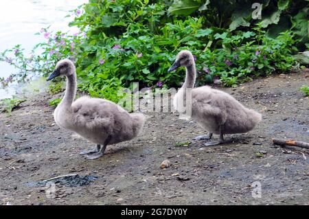 London, UK. 13th July, 2021. Anti vaccination protest at SAGE offices ...