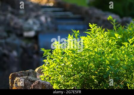 Cold transparent water of decorative artificial waterfall in summer ...