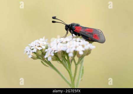 red-banded burnet zygaena sarpedon in close view on scabiosa Stock ...