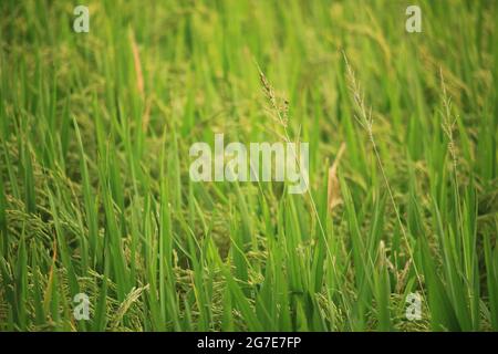 There are many beautiful paddy plants in the paddy field Stock Photo ...