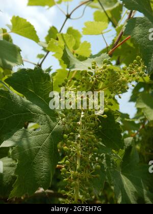 Nebbiolo grapes growing in the hills of Piemonte in June Stock Photo ...