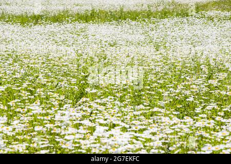 Scenic view of a large group of chamomiles in a field Stock Photo - Alamy