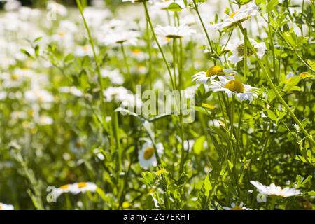 Closeup shot of a large group of chamomiles in a field Stock Photo - Alamy