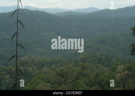 Trees in Nam Kan National Park, Laos Stock Photo - Alamy