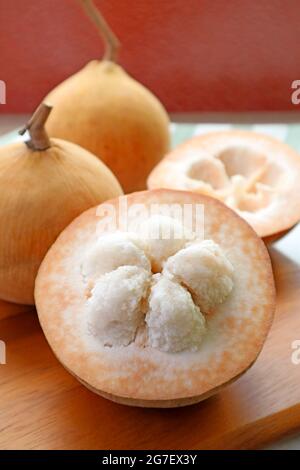 Santol (Sandoricum koetjape) ripe fruit on tree, Palawan, Philippines ...