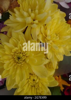 Yellow flowers (Chrystanthemum Stock Photo - Alamy