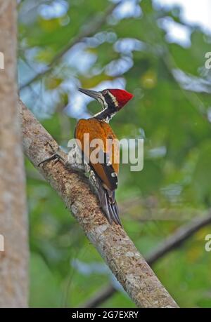 A male Greater Flameback woodpecker Stock Photo - Alamy