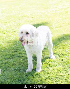 white south russian or ukrainian sheepdog dog waiting in park green ...