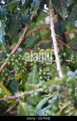 Oahu, HI. U.S.A. 6/2&7/2021. Green World Coffee Farm. Green Farm is a ...