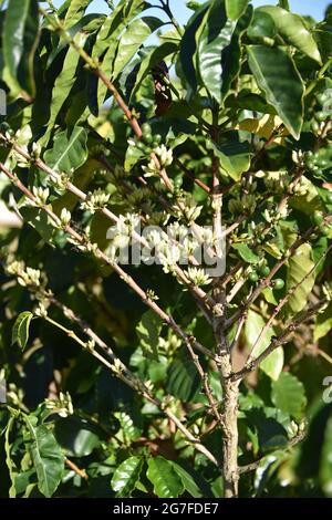 Oahu, HI. U.S.A. 6/2&7/2021. Green World Coffee Farm. Green Farm is a ...