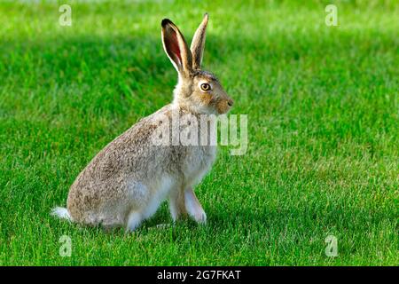 Alert wild rabbit in the green grass with it's ears up in Assateague ...