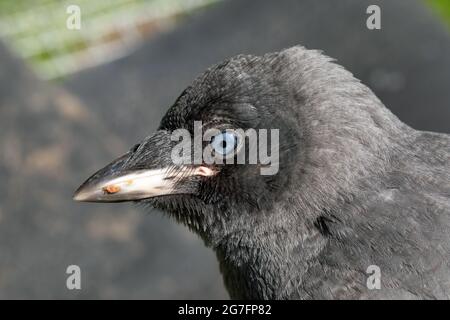 Juvenile jackdaw (Corvus monedula Stock Photo - Alamy