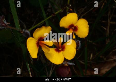 Yellow flowers of the Australian native Handsome Bush Pea, Pultenaea ...